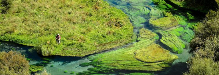 Exploring the Blue Spring and Te Waihou Walkway - The Ultimate Guide